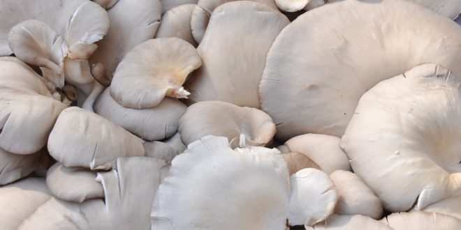 Bukovača je prilika da ostvarite dobit - Agro Info Net