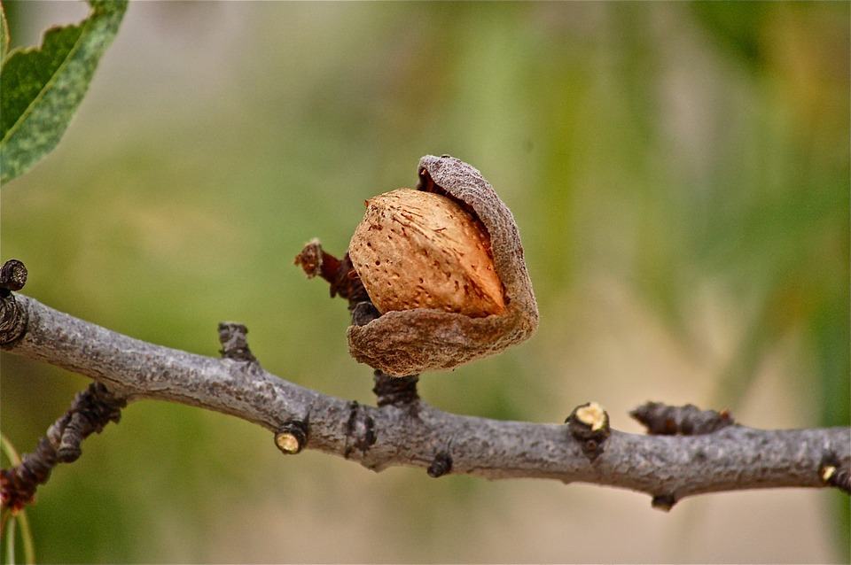 Badem – način uzgoja i negovanja badema - Agro Info Net