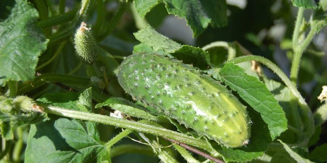 Krastavac, bolesti i zaštita biljke, plodova - Agro Info Net