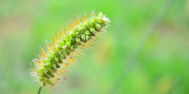 Pšenica – faze razvoja od setve do žetve - Agro Info Net