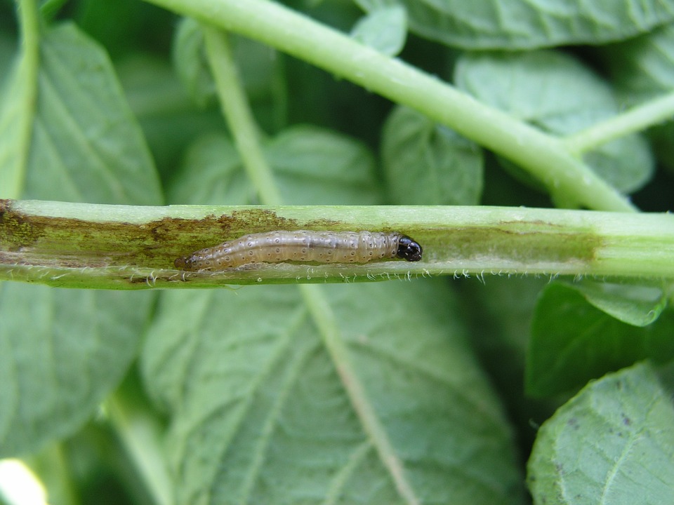 Kukuruzni plamenac – prvi znaci za pažljivo praćenje - Agro Info Net