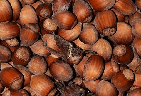 Orezivanje leske traje tokom cele godine - Agro Info Net