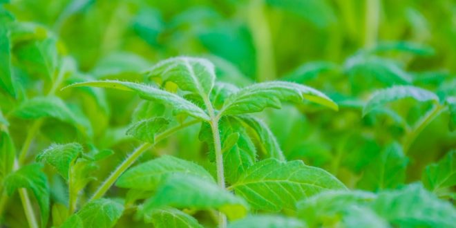 Rasad – značaj temperature u razvoju biljaka - Agro Info Net