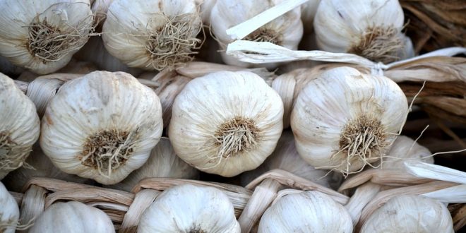 Beli luk proizvodnja – sadnja u jesen - Agro Info Net