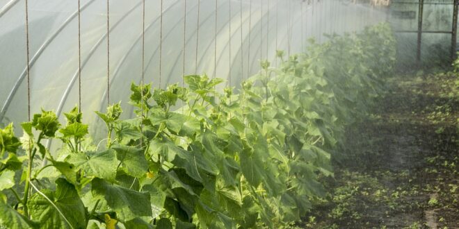 Krastavac – zaštita biljaka i dozrelih plodova - Agro Info Net