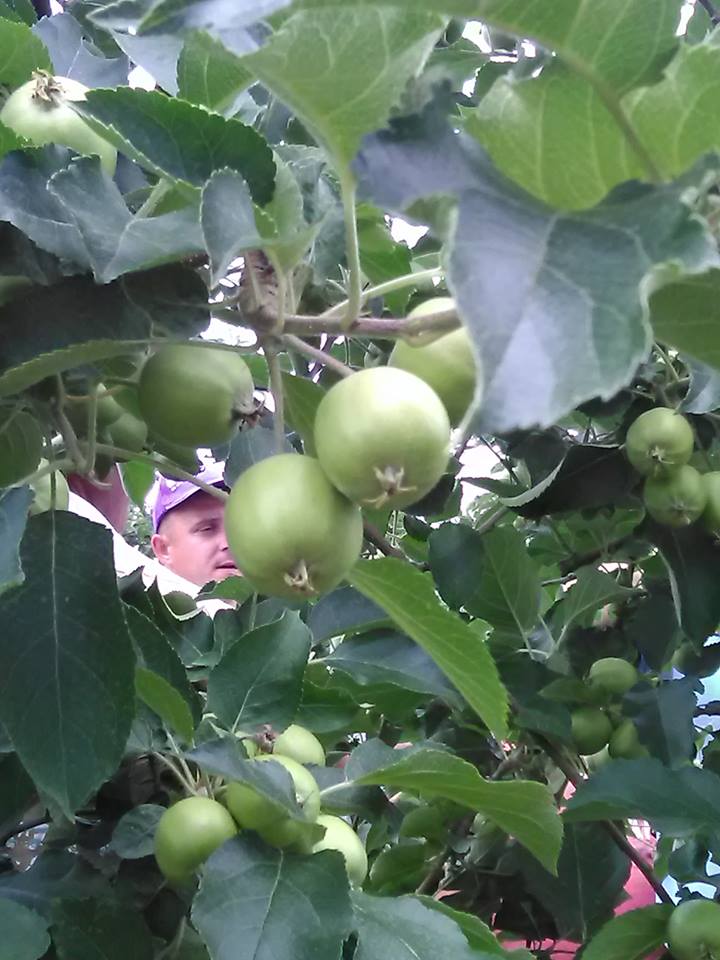 Jaubuke opadanje ploda , infekcije i vaši - Agro Info Net