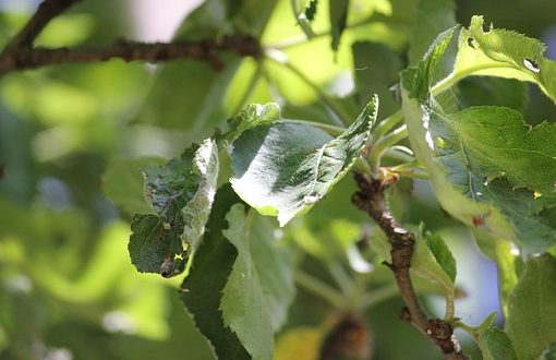 Pepelnica jabuke – sredstva za zaštitu voćnjaka - Agro Info Net