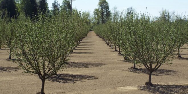 Malina, leska, kruška – eriofidne grinje - Agro Info Net
