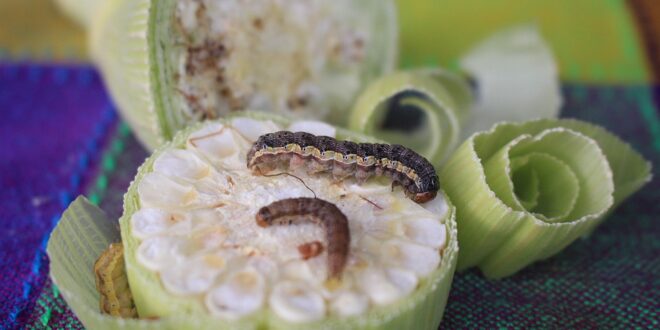 Kukuruzni plamenac – prvi znaci za pažljivo praćenje - Agro Info Net